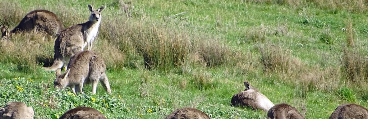 Brisbane Ranges | EUROKA FENCING BALLARAT